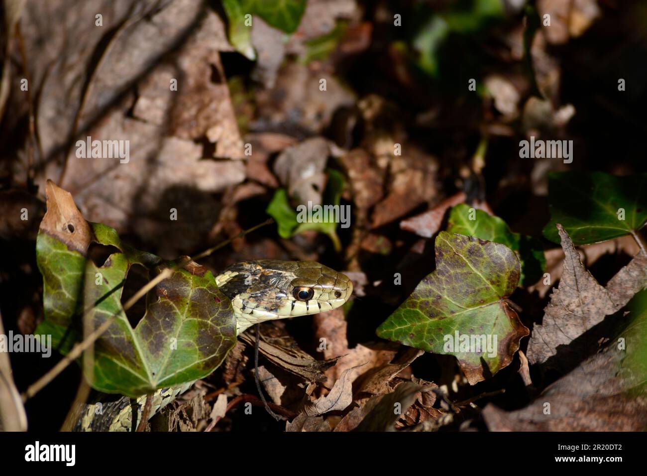 An Eastern ribbon snake (Thamnophis saurita) also known as a common ...