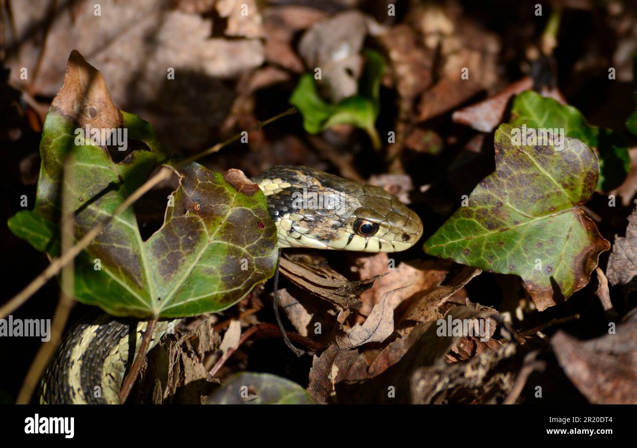 An Eastern ribbon snake (Thamnophis saurita) also known as a common ...