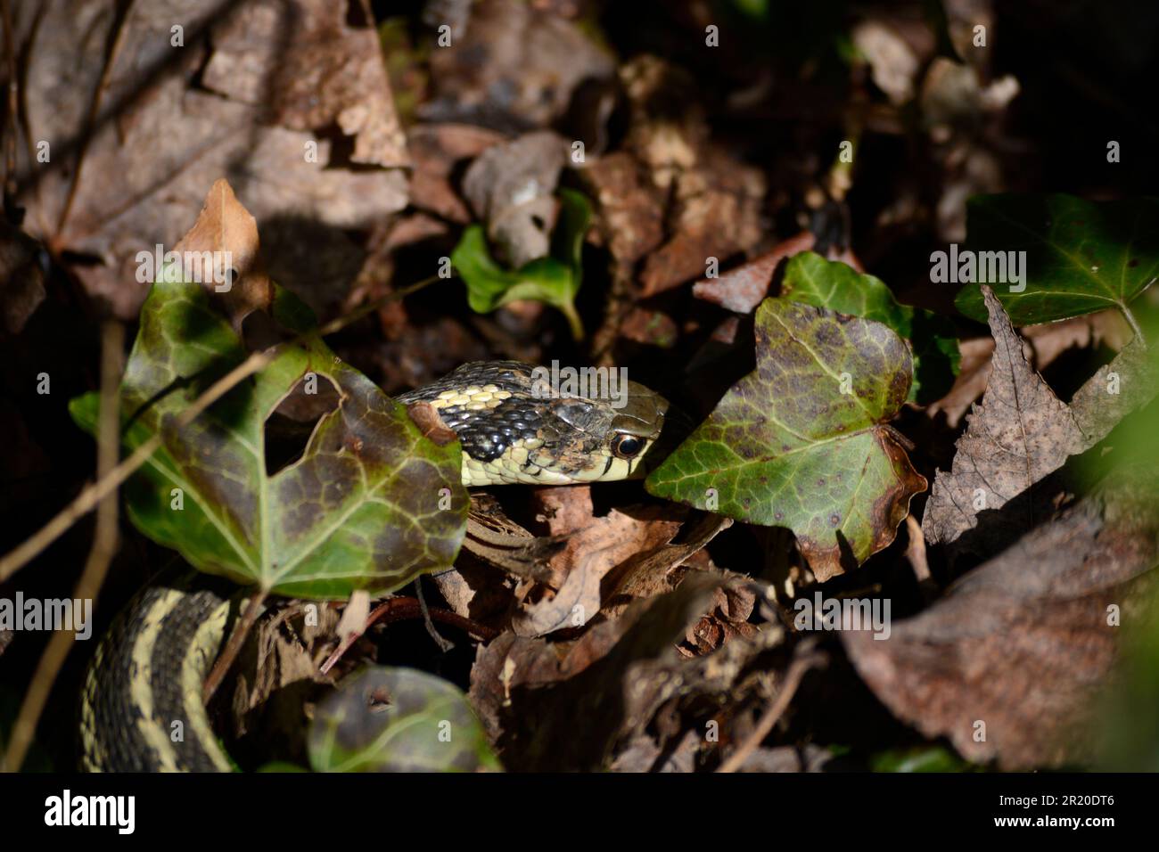 An Eastern ribbon snake (Thamnophis saurita) also known as a common ...