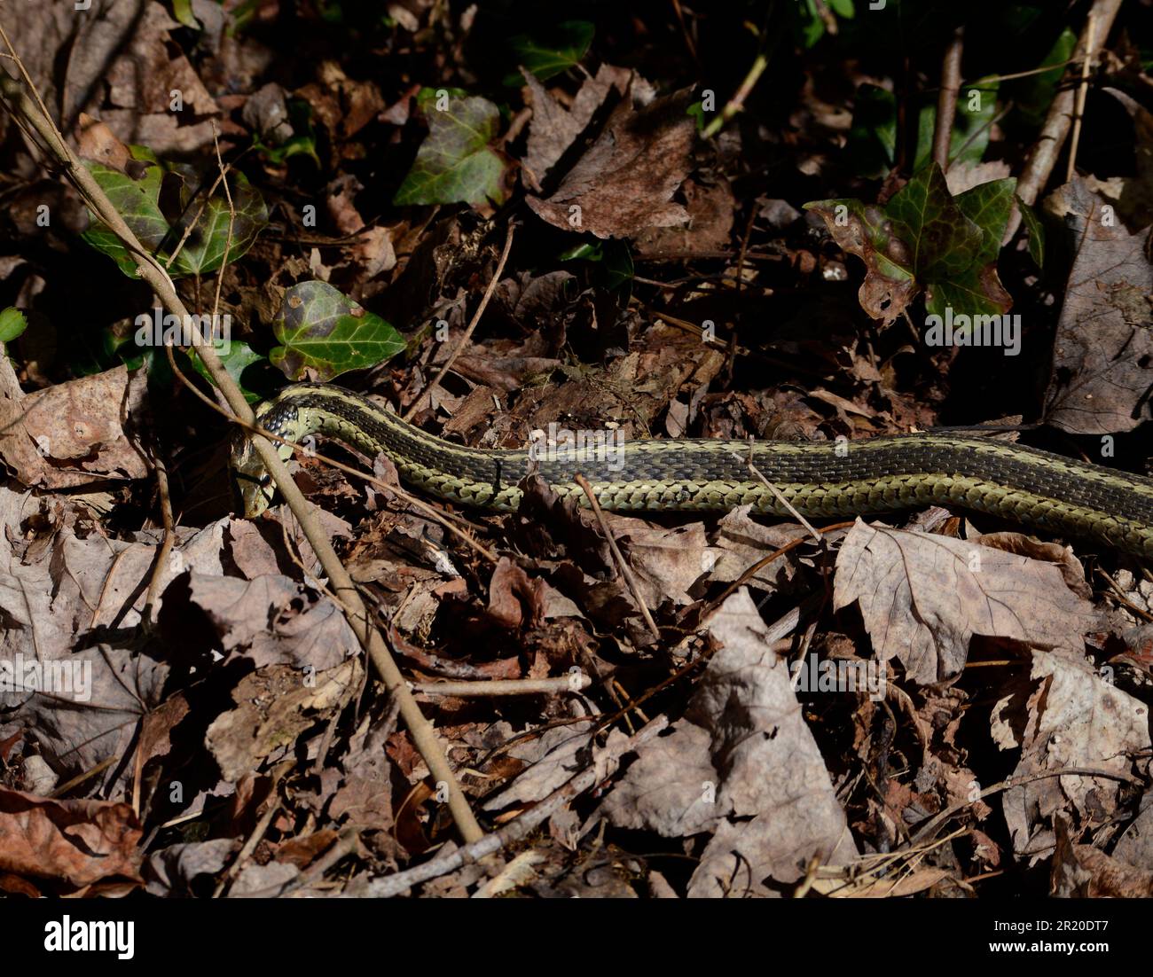 An Eastern ribbon snake (Thamnophis saurita) also known as a common ...