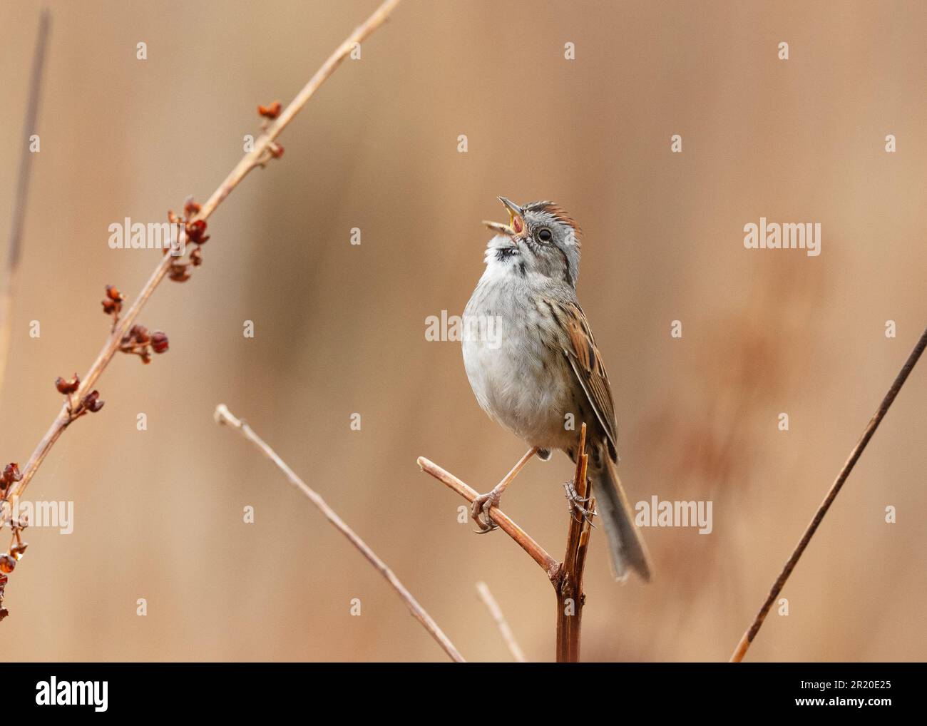 Swamp sparrow singing hi-res stock photography and images - Alamy