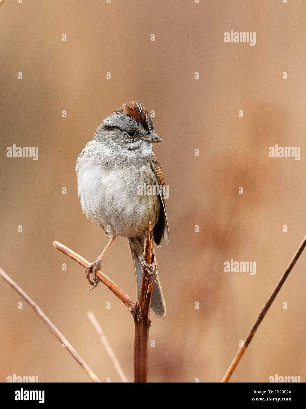 Point pelee national park birds hi-res stock photography and images - Alamy