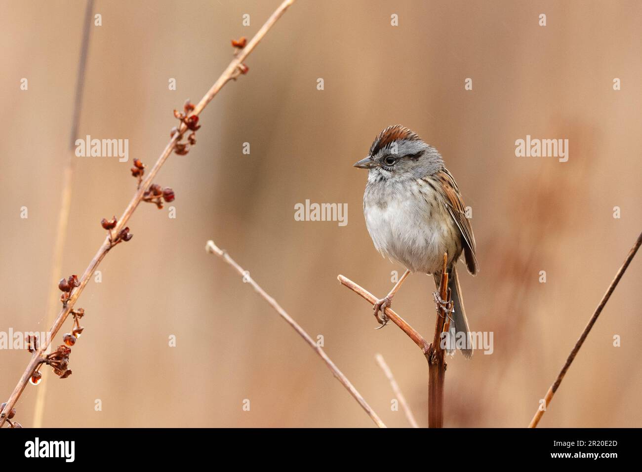 Swamp Sparrow (Melospiza georgiana) Point Pelee National Park Canada ...