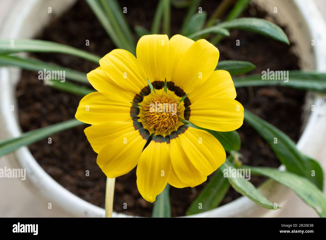 Gazania rigens called treasure hi-res stock photography and images - Alamy