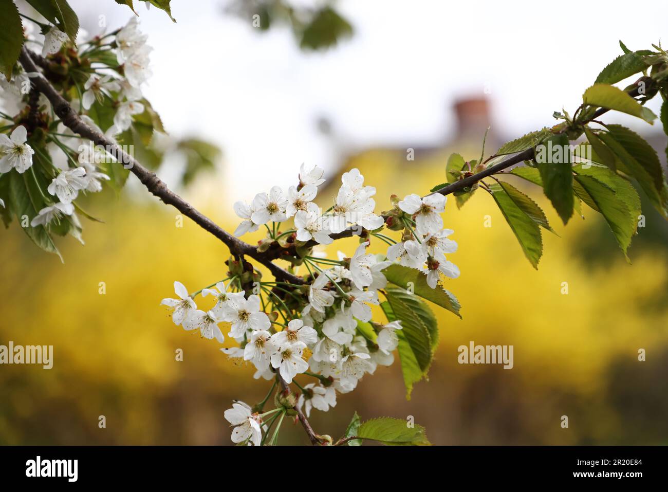 Seasonal weather, flowering fruit trees in a garden, here a flowering ...