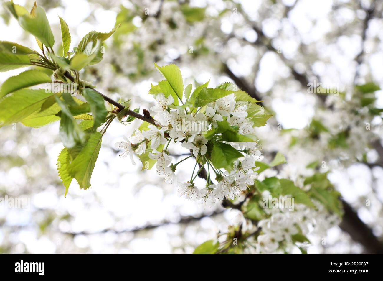 Seasonal weather, flowering fruit trees in a garden, here a flowering ...