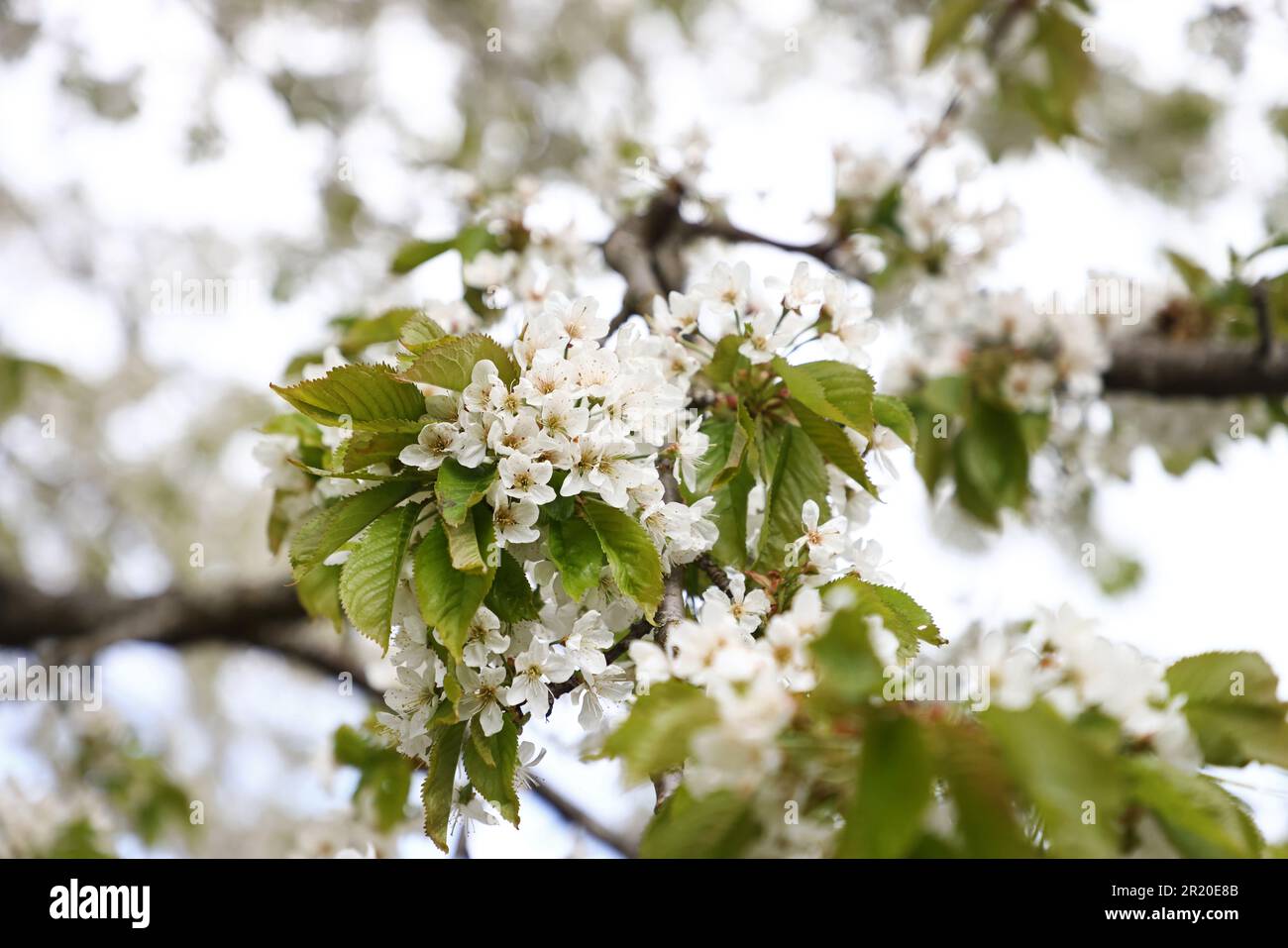 Seasonal weather, flowering fruit trees in a garden, here a flowering ...