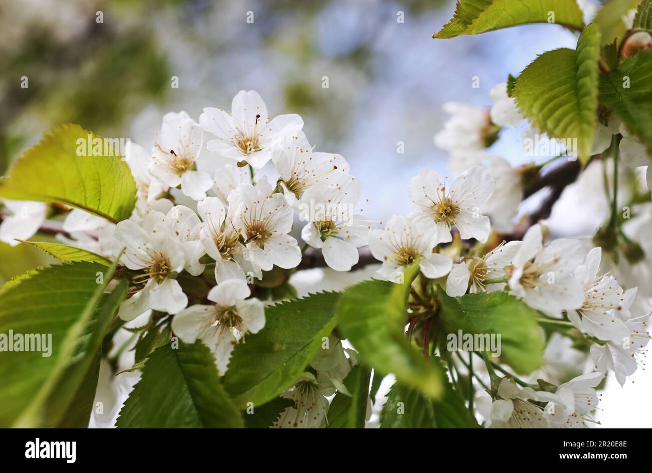 Seasonal weather, flowering fruit trees in a garden, here a flowering ...