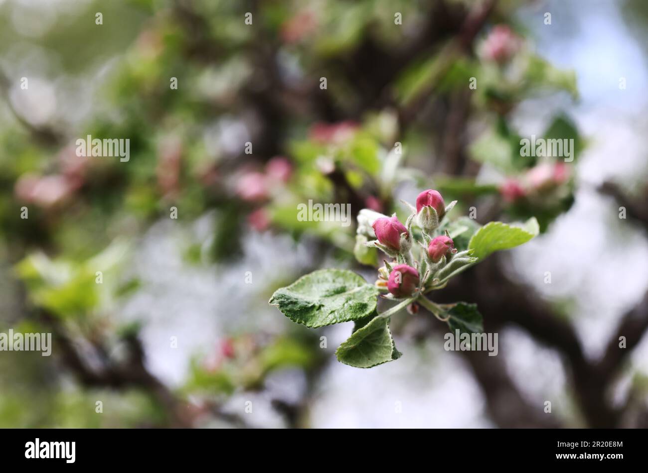 Seasonal weather, flowering fruit trees in a garden, here a flowering ...