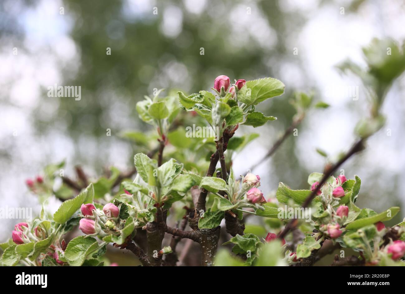 Seasonal weather, flowering fruit trees in a garden, here a flowering ...