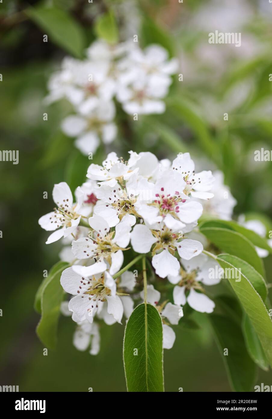 Seasonal weather, flowering fruit trees in a garden, here a flowering ...