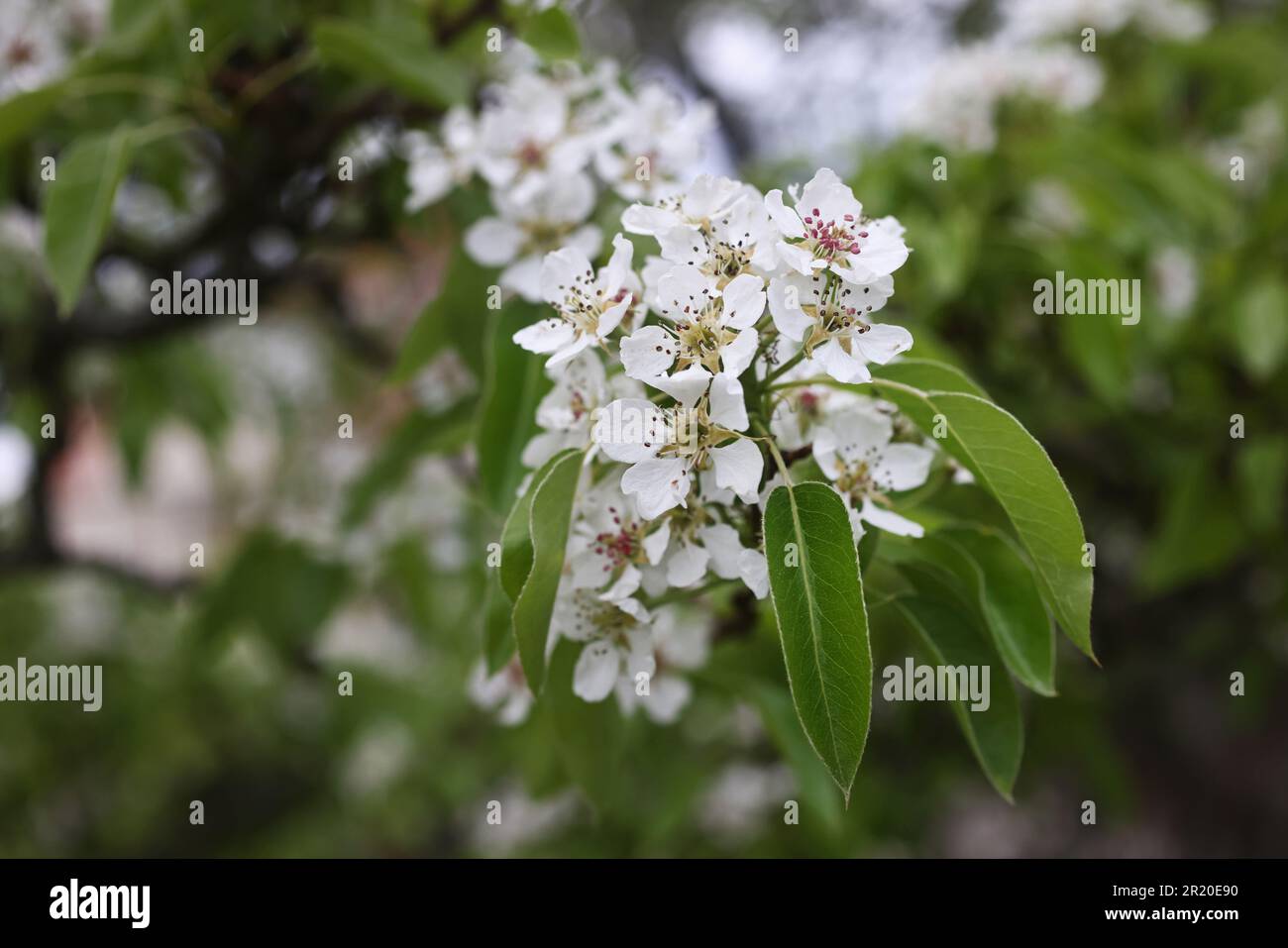 Seasonal weather, flowering fruit trees in a garden, here a flowering ...