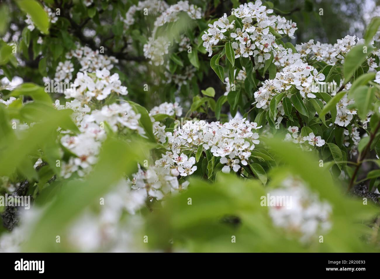 Seasonal weather, flowering fruit trees in a garden, here a flowering ...