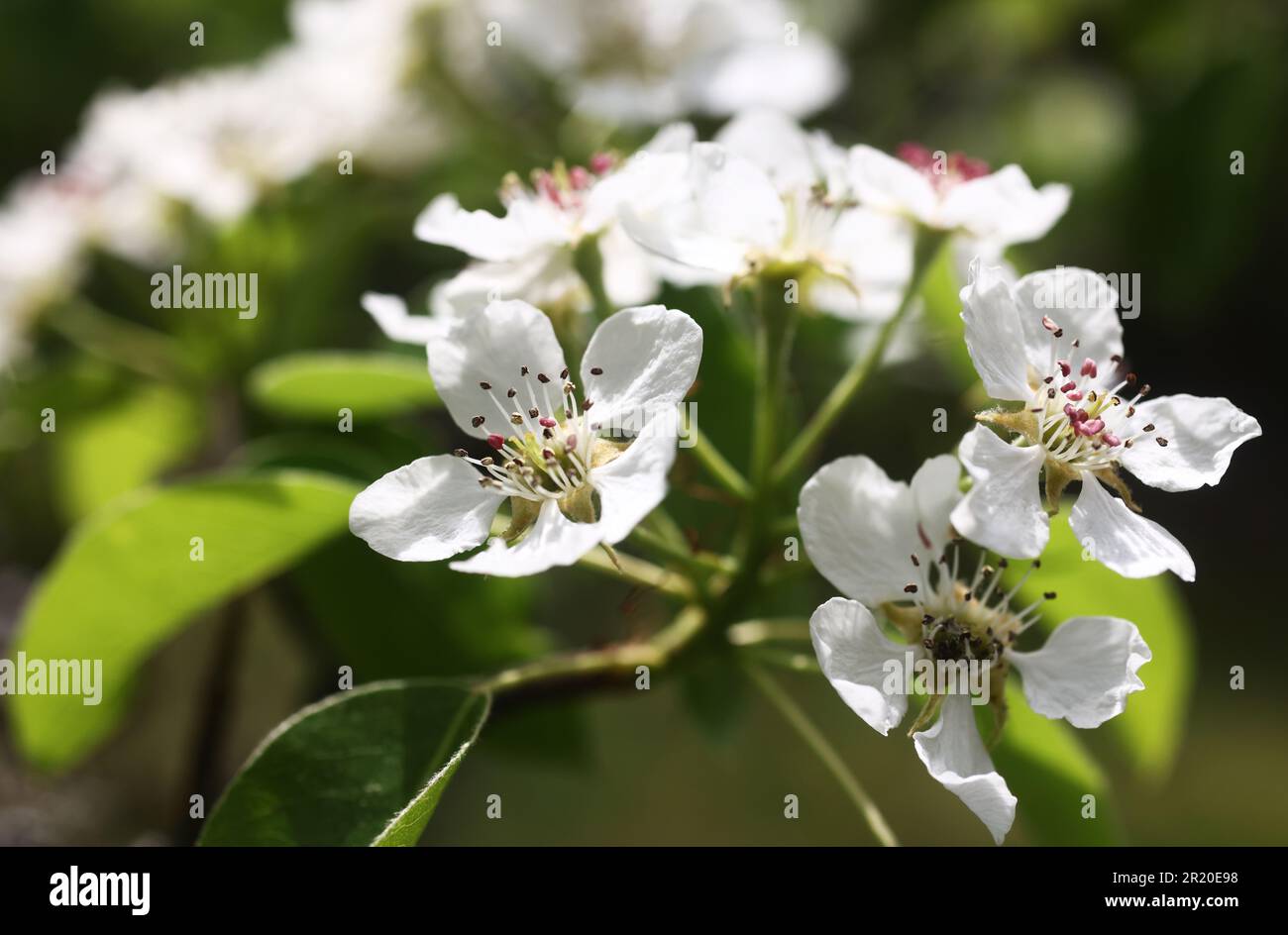 Seasonal weather, flowering fruit trees in a garden, here a flowering ...