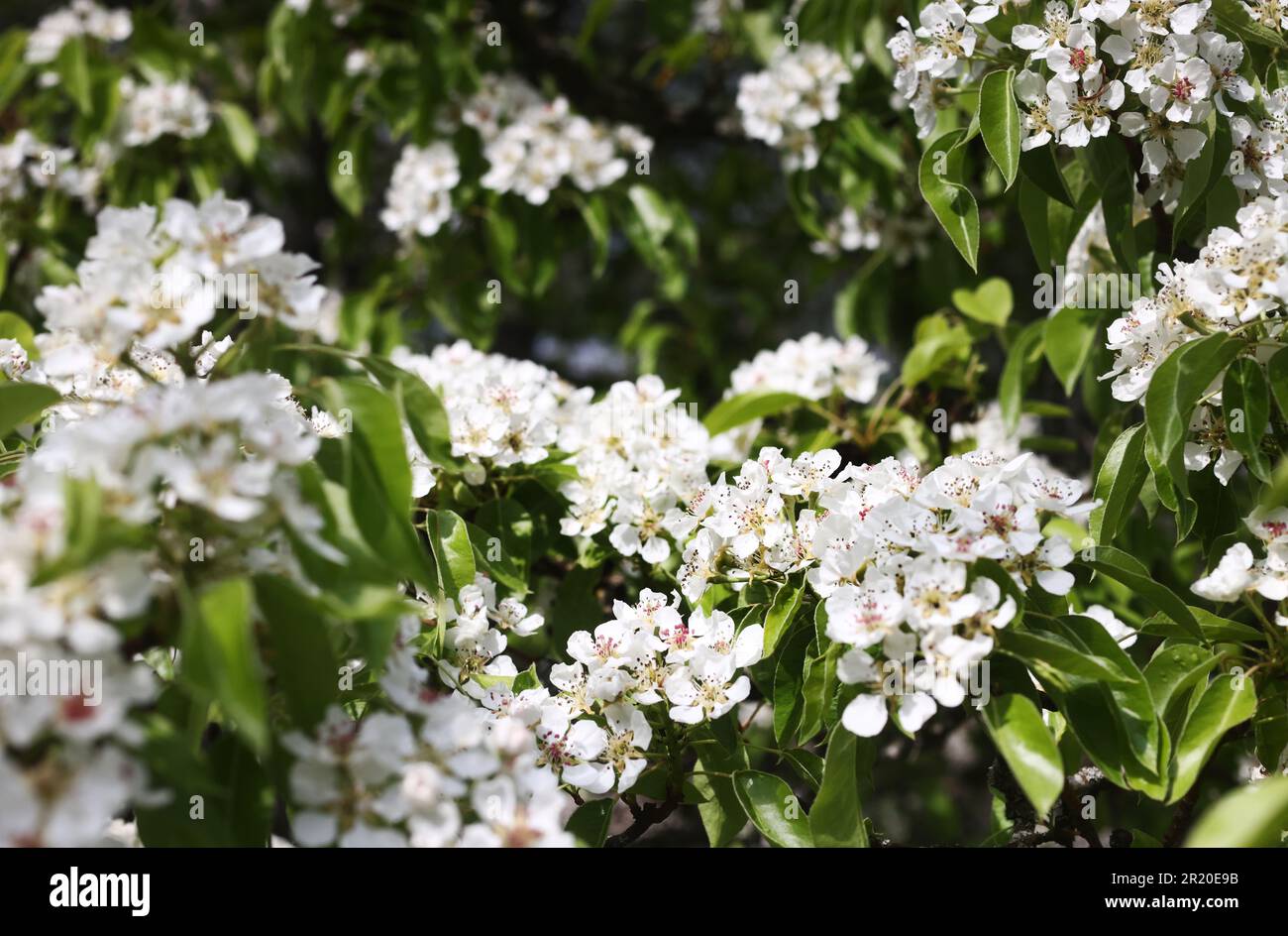 Seasonal weather, flowering fruit trees in a garden, here a flowering ...