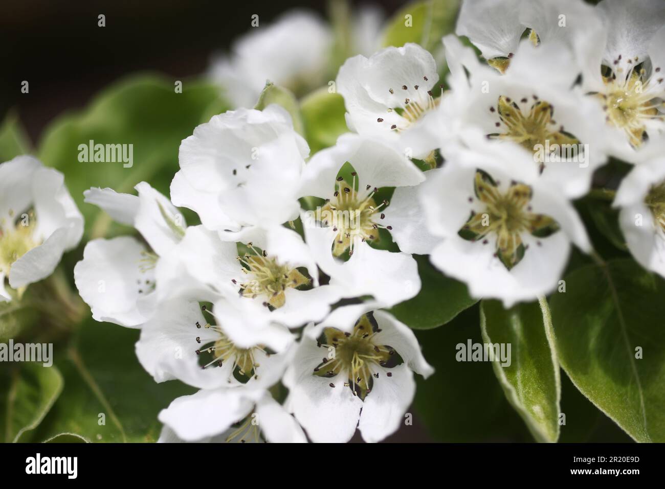 Seasonal weather, flowering fruit trees in a garden, here a flowering ...