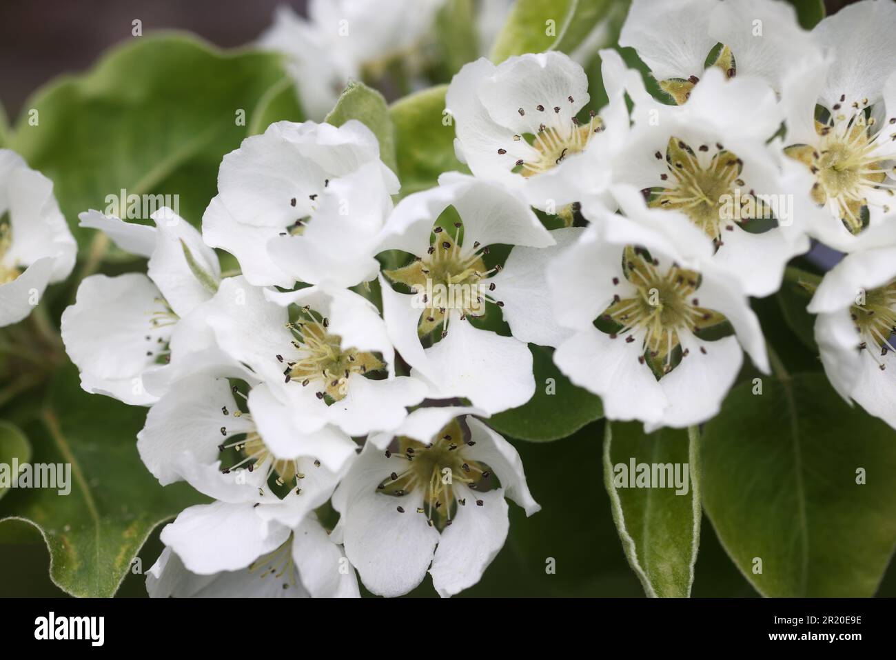 Seasonal weather, flowering fruit trees in a garden, here a flowering ...