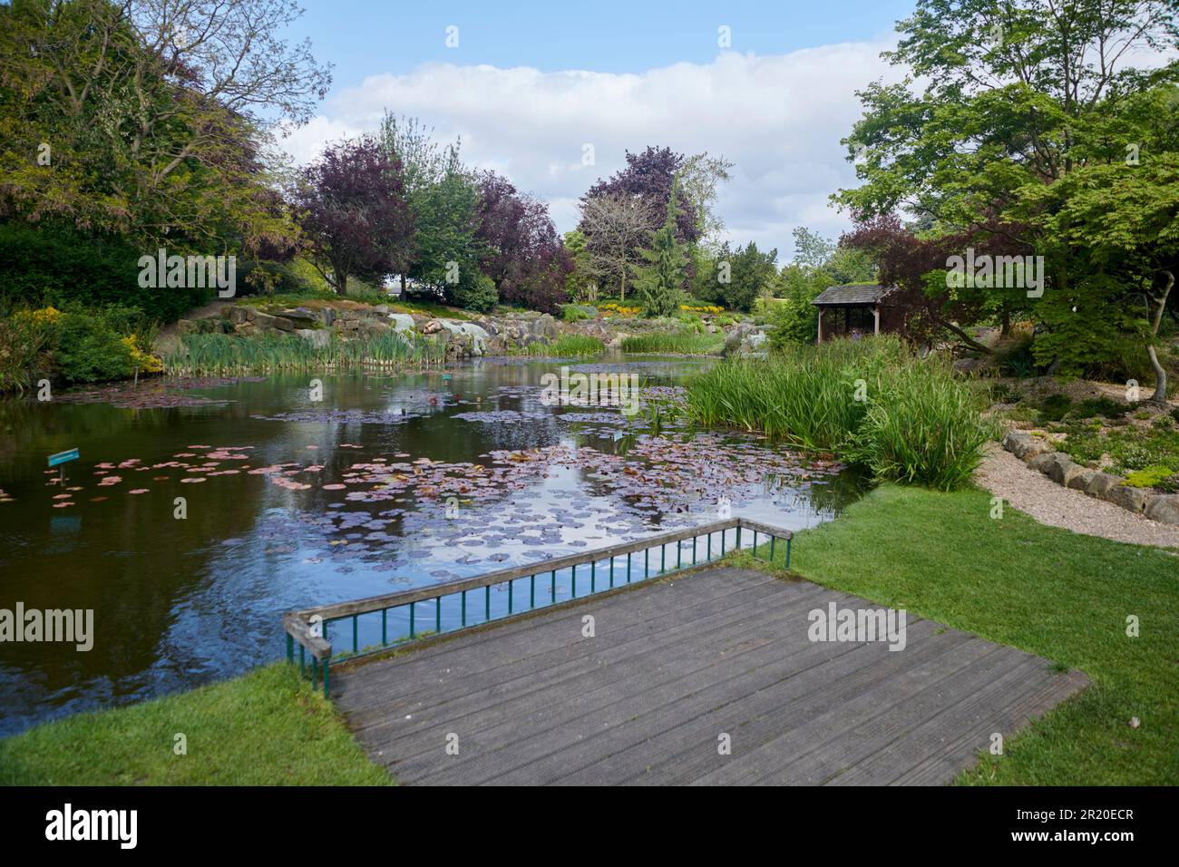 Burnby hall gardens water lily hi-res stock photography and images - Alamy