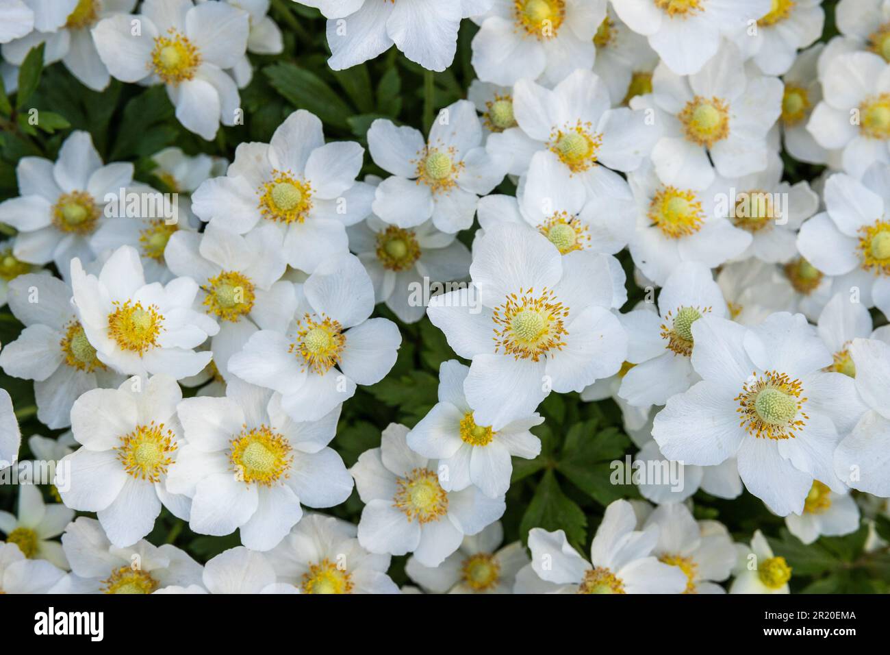 Top view little flowers hi-res stock photography and images - Alamy