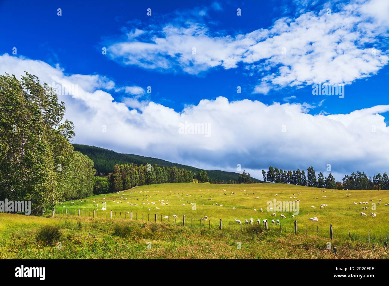 Rree range sheep grazing in a pasture at Taieri Plains, the floodplain ...