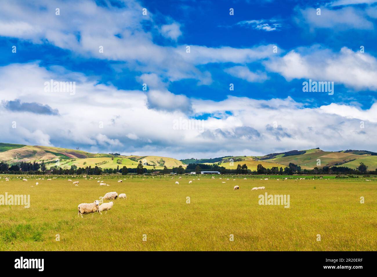 Rree range sheep grazing in a pasture at Taieri Plains, the floodplain ...