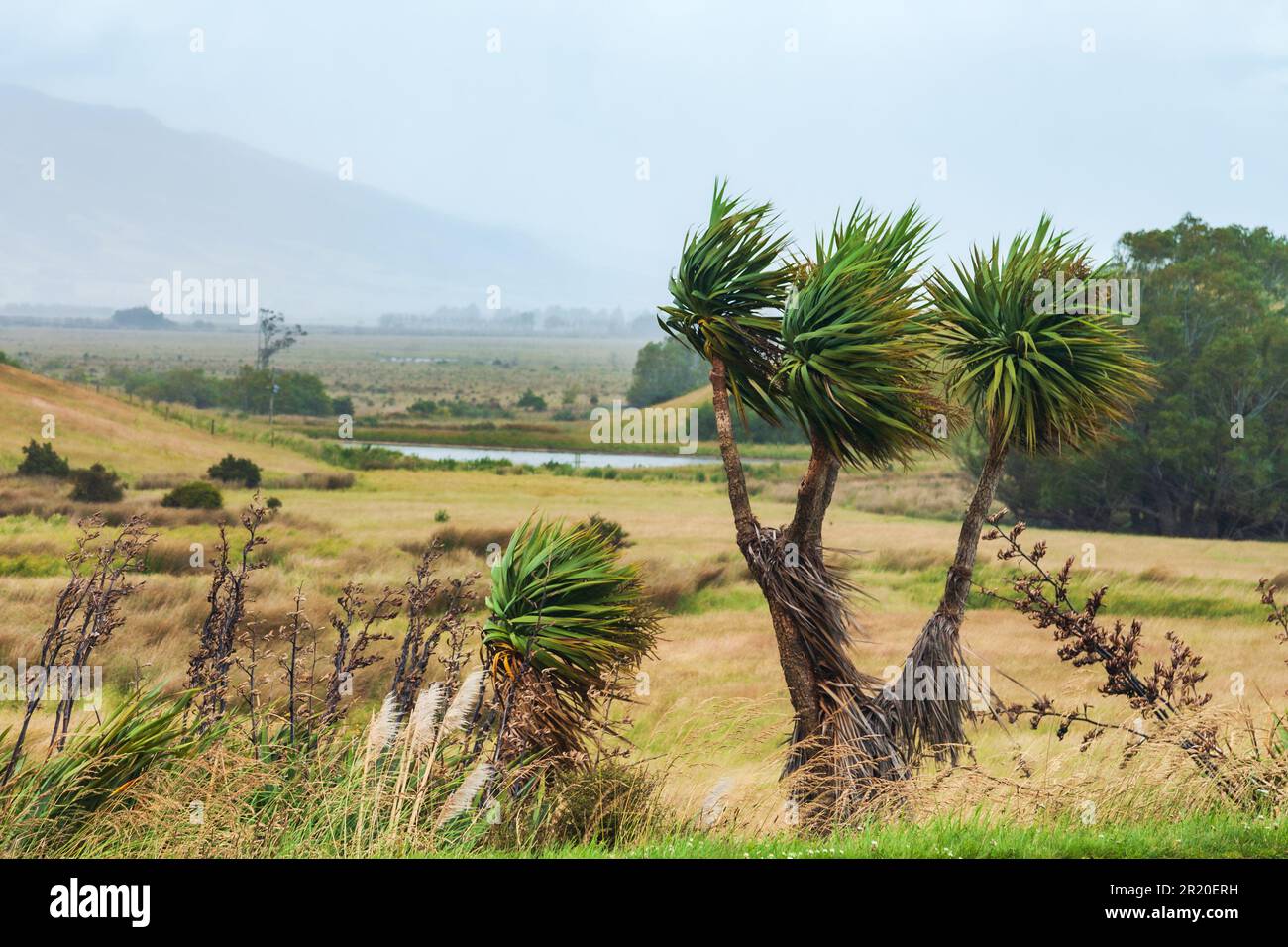 Yucca plants blown by strong wind during a hurricane in Otago South ...