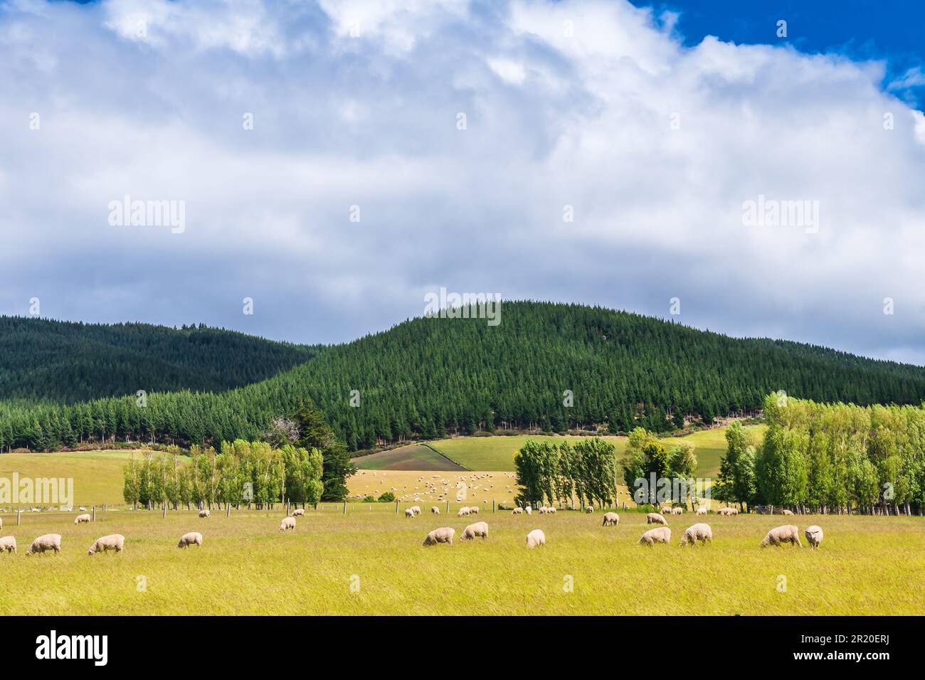 Rree range sheep grazing in a pasture at Taieri Plains, the floodplain ...