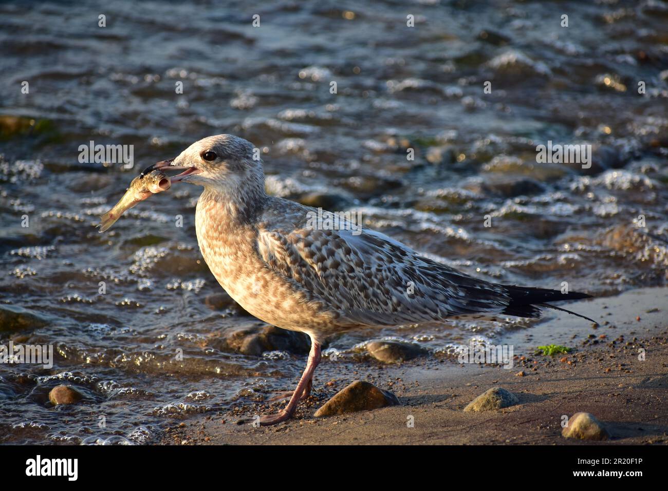 Cute hi res hi-res stock photography and images - Alamy