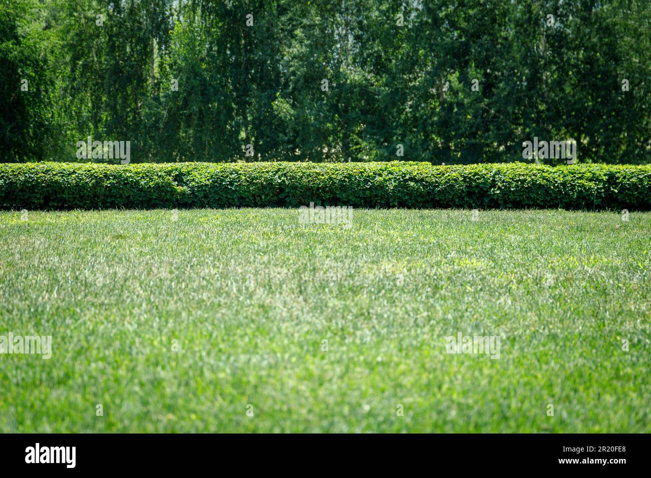 Green field, against the background of which there is a forest behind ...