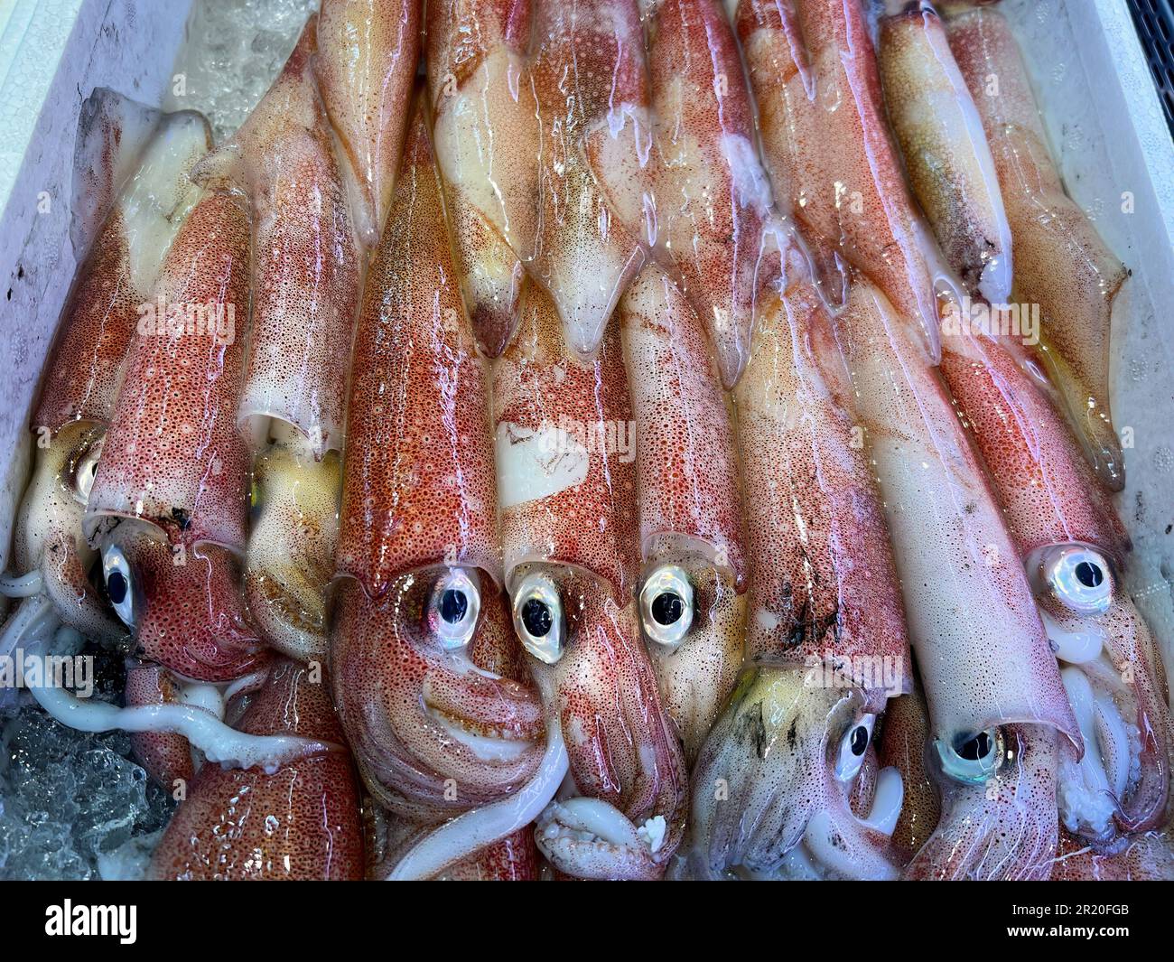 Fresh squid chilled on ice for sale at the supermarket Stock Photo - Alamy