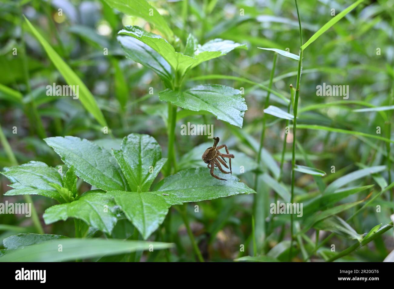 Closeup spiders face hi-res stock photography and images - Alamy