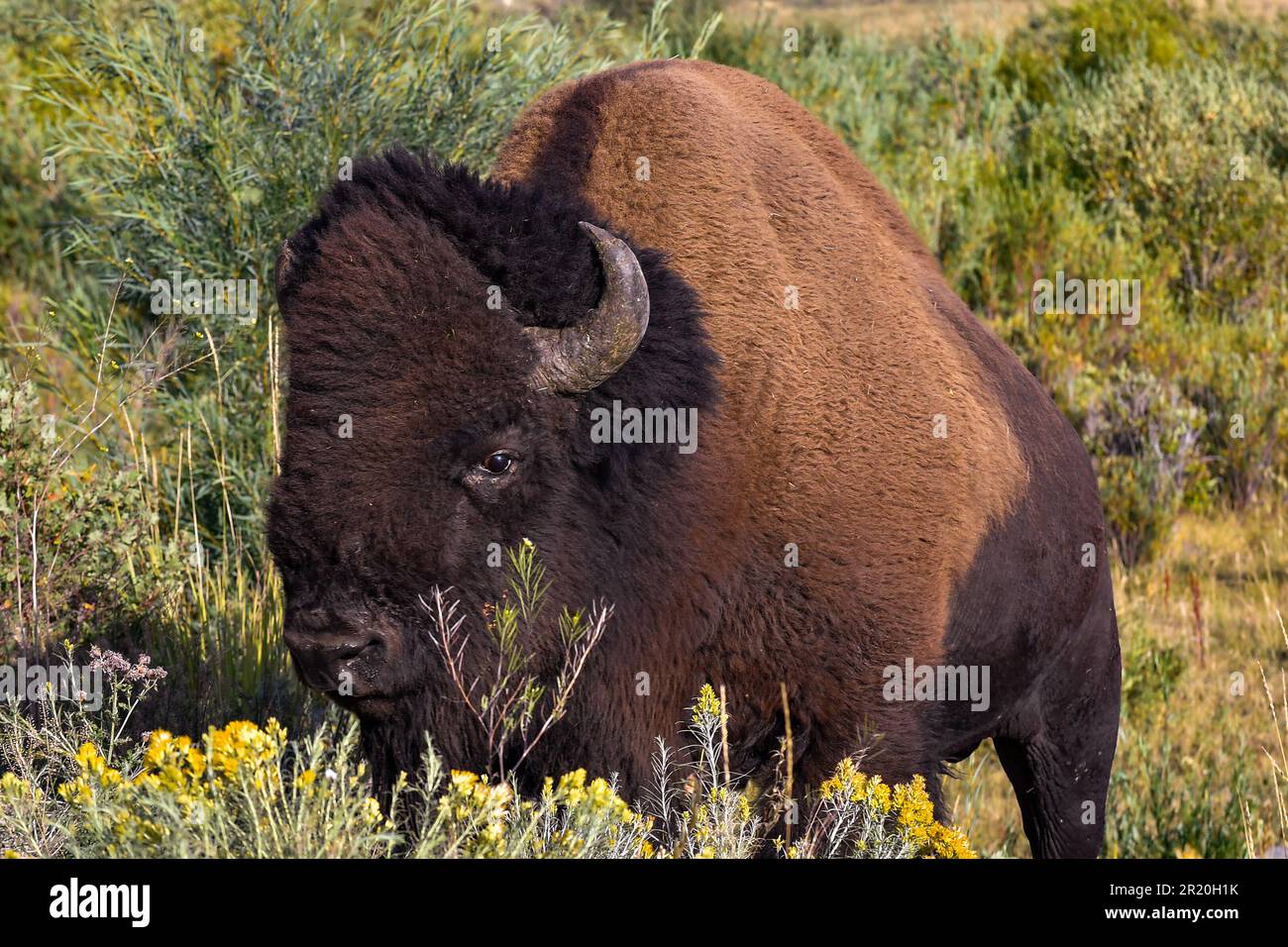 Lamar Valley Yellowstone N P Wyoming Stock Photo - Alamy