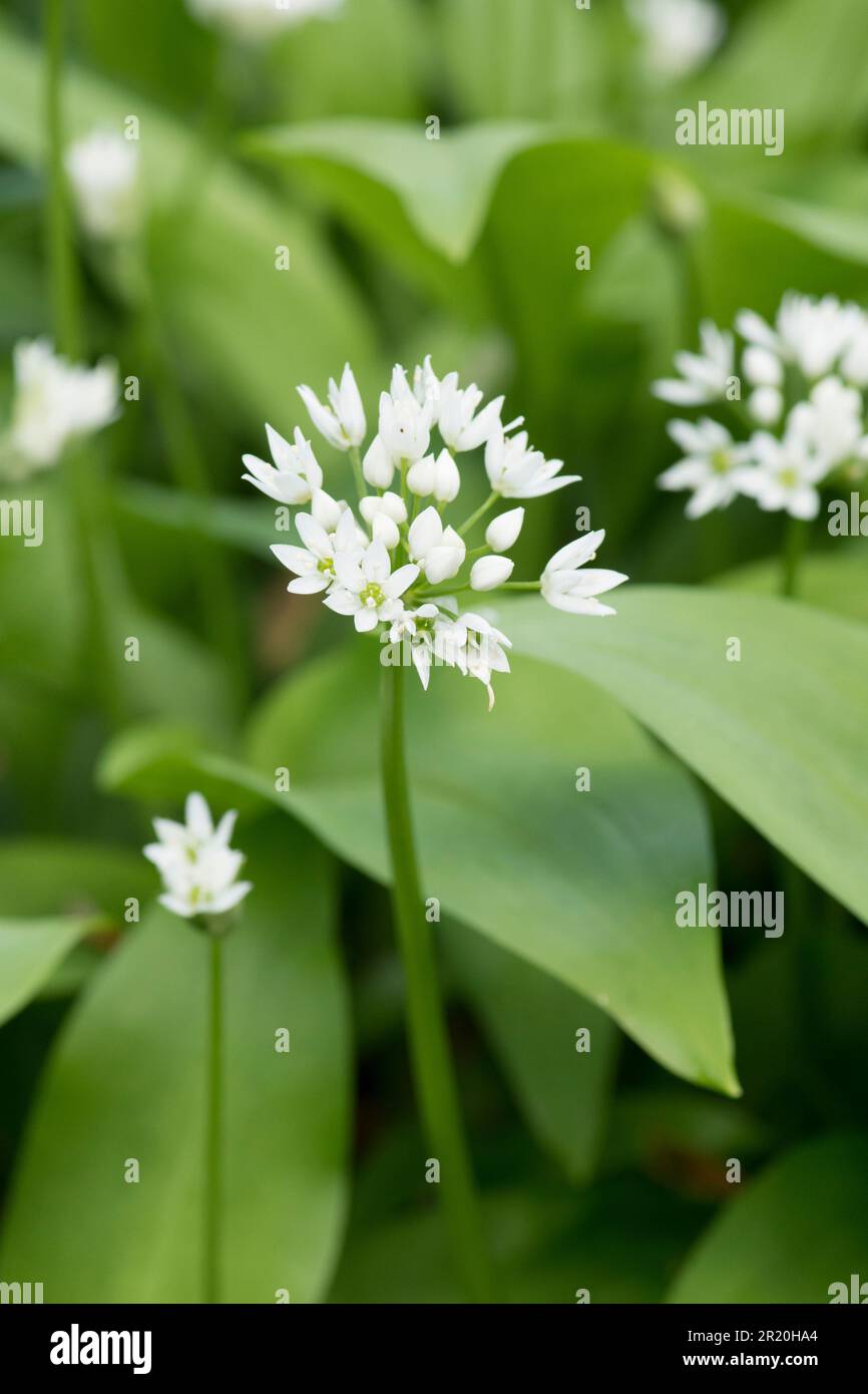 Ramsons, Wild Garlic, Allium ursinum, Cowleek,, Sussex, April Stock ...