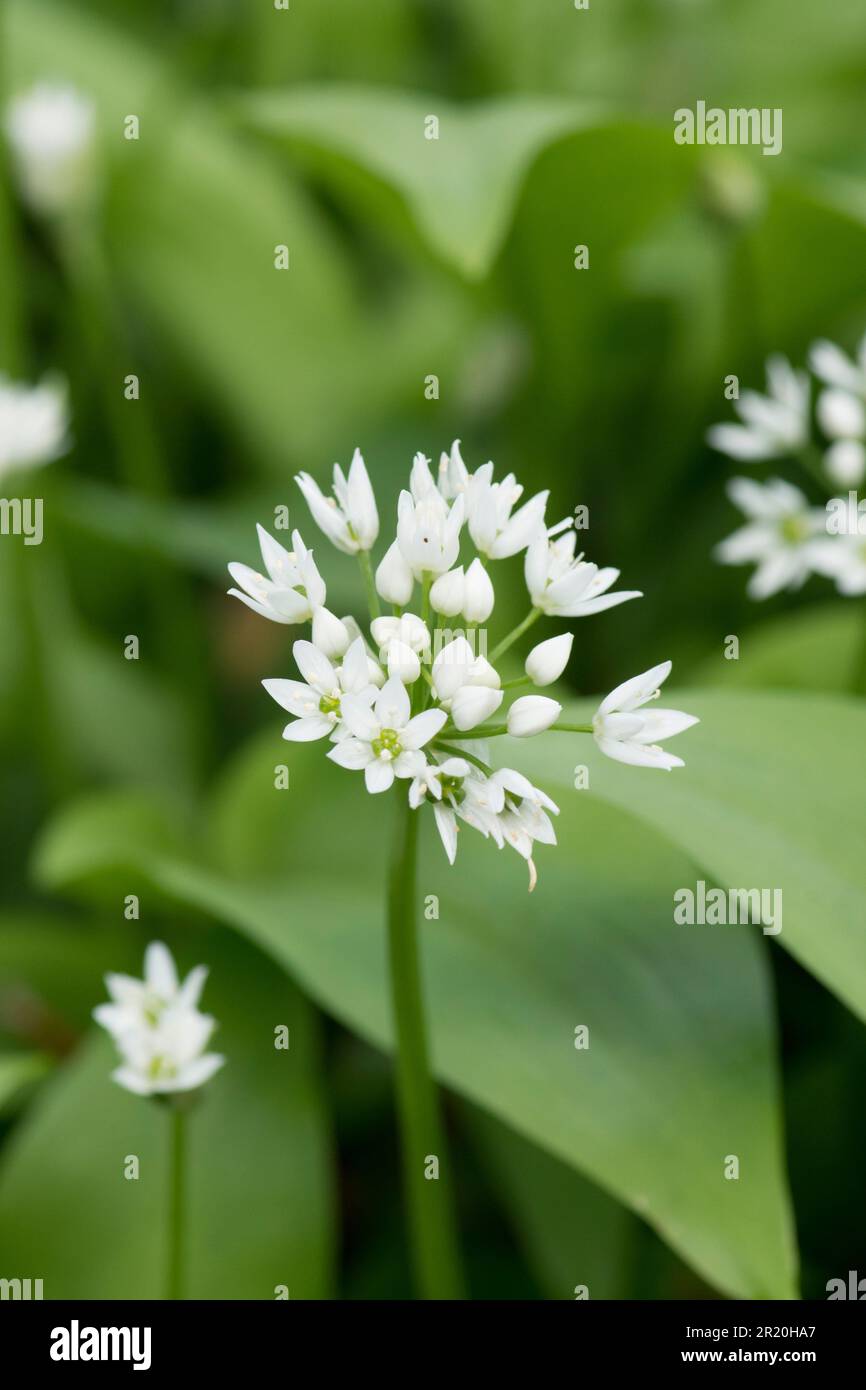 Ramsons, Wild Garlic, Allium ursinum, Cowleek,, Sussex, April Stock ...