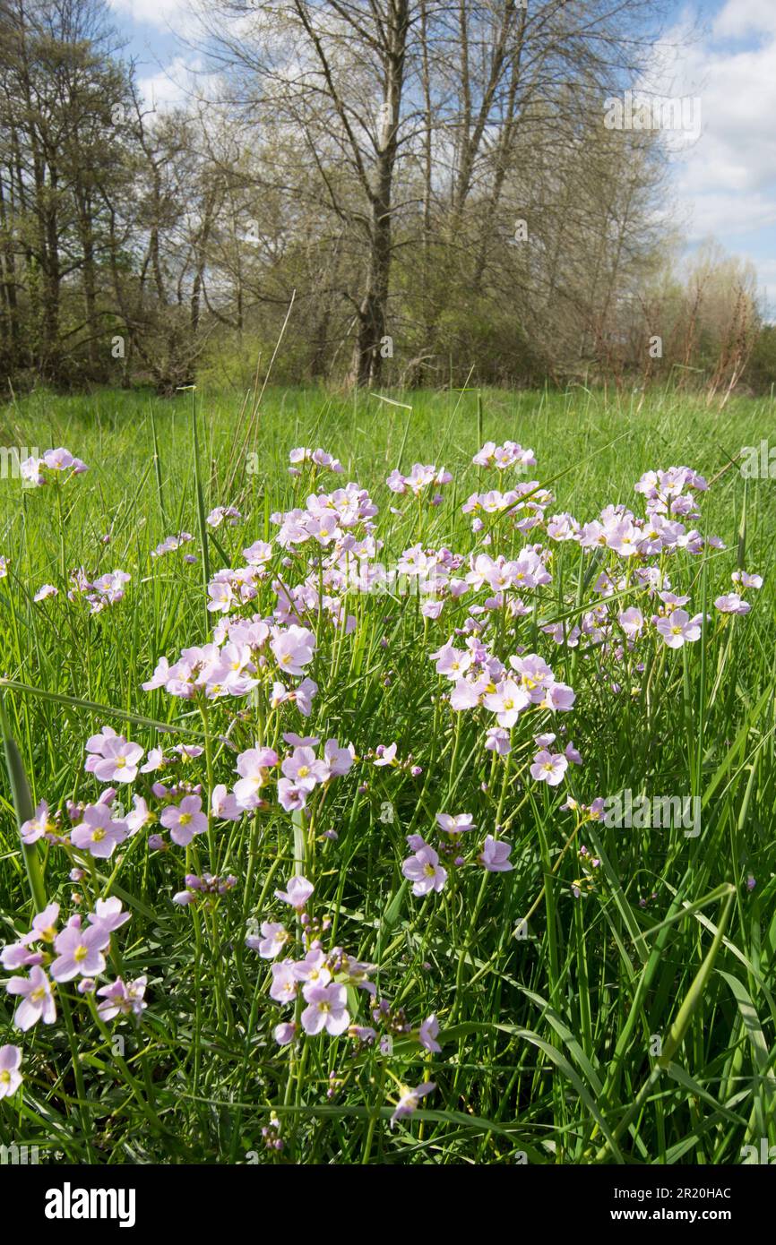 Cuckoo Flower, Cardamine pratensis, Lady's Smock, Mayflower, Milkmaids ...