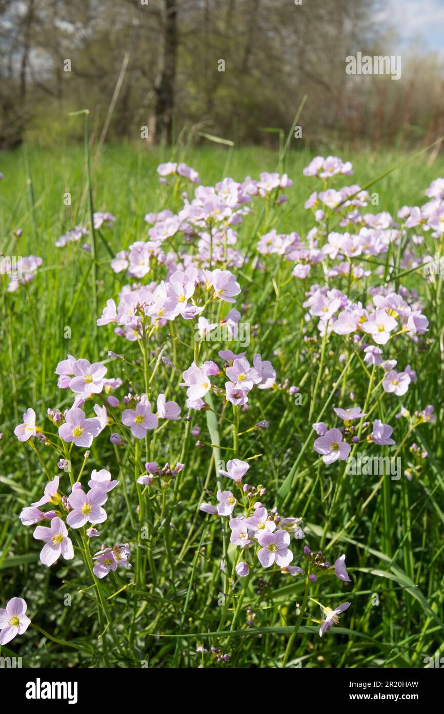 Cuckoo Flower, Cardamine pratensis, Lady's Smock, Mayflower, Milkmaids ...