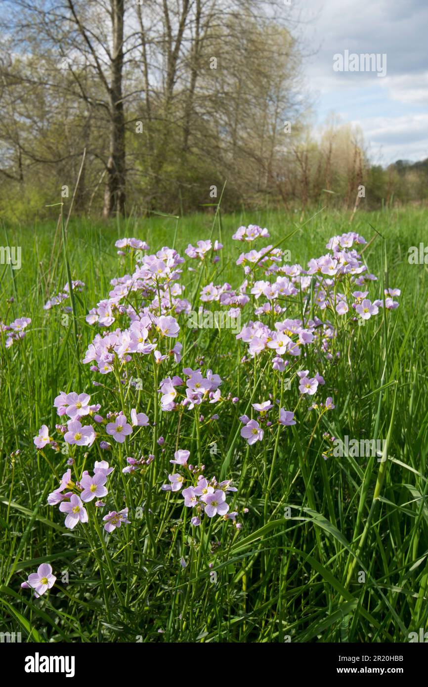 Cuckoo Flower, Cardamine pratensis, Lady's Smock, Mayflower, Milkmaids ...