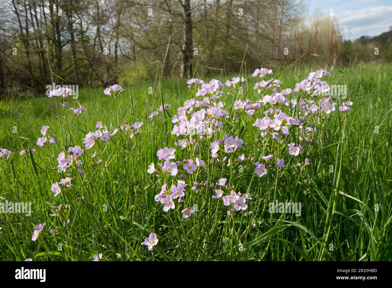 Cuckoo Flower, Cardamine pratensis, Lady's Smock, Mayflower, Milkmaids ...