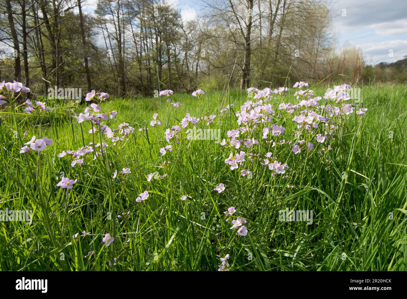 Cuckoo Flower, Cardamine pratensis, Lady's Smock, Mayflower, Milkmaids ...