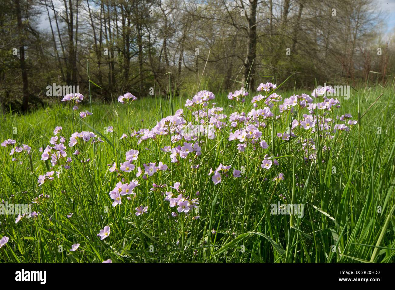 Cuckoo Flower, Cardamine pratensis, Lady's Smock, Mayflower, Milkmaids ...