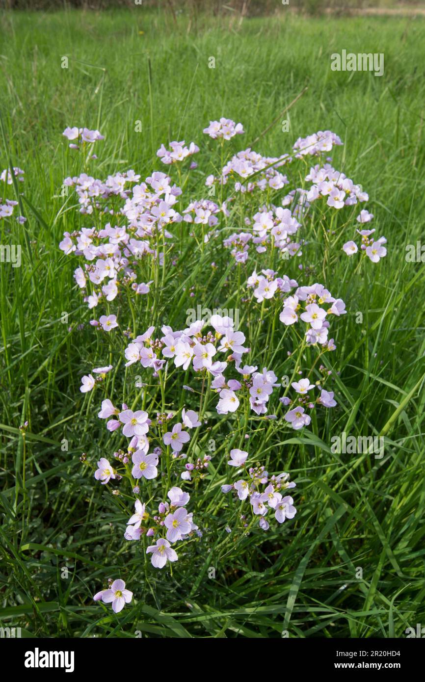 Cuckoo Flower, Cardamine pratensis, Lady's Smock, Mayflower, Milkmaids ...