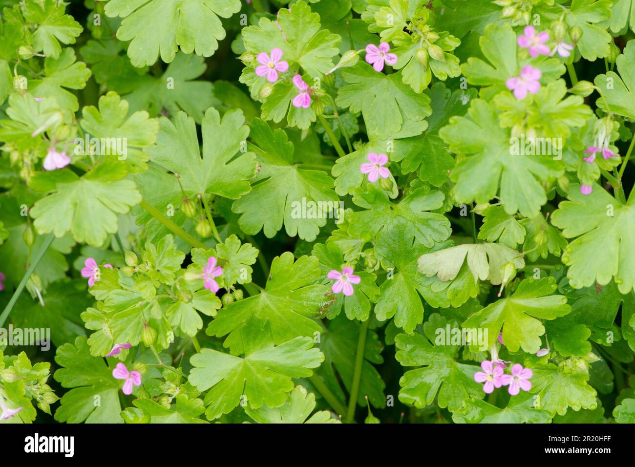 Shining Crane's-bill, Geranium lucidum, Sussex, May Stock Photo - Alamy
