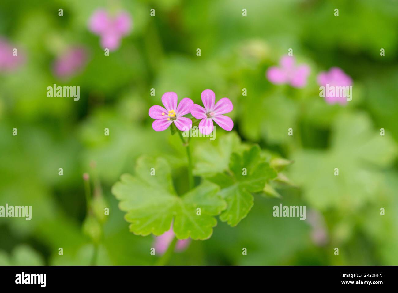 Shining Crane's-bill, Geranium lucidum, Sussex, May Stock Photo - Alamy