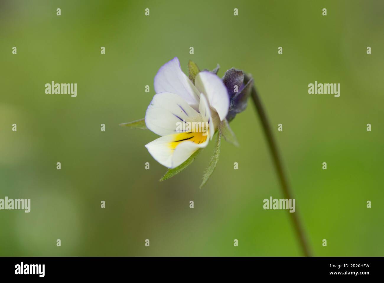 Field Pansy, Viola arvensis, close-up of single isolated flower, Sussex ...