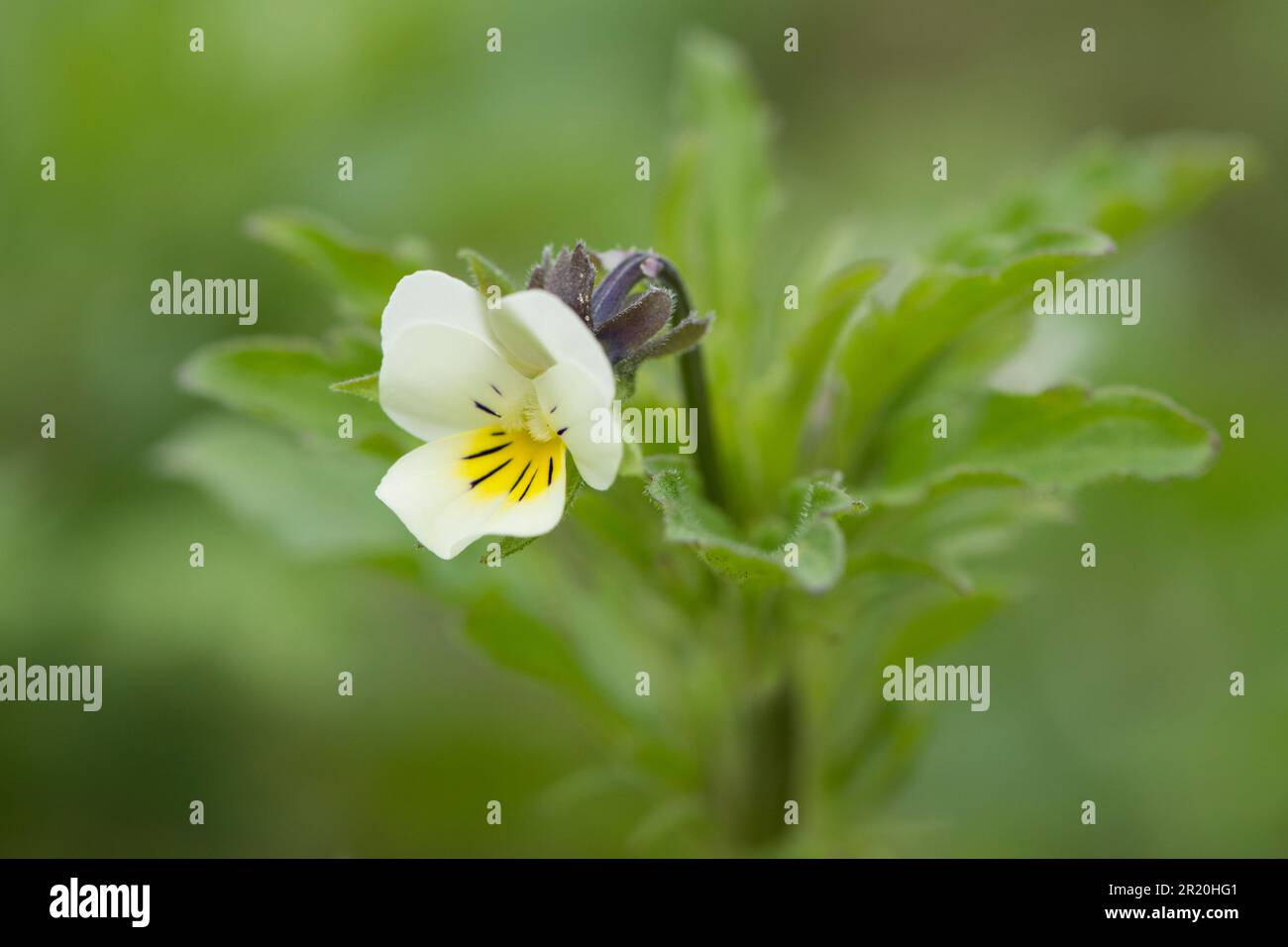Field Pansy, Viola arvensis, close-up of single isolated flower, Sussex ...
