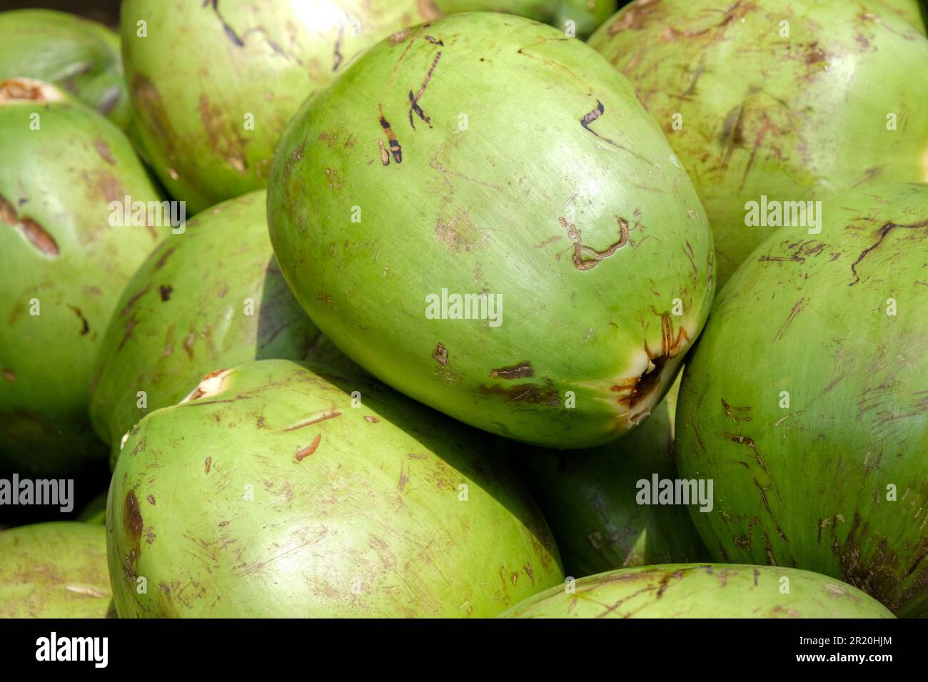 Green Coconut Fruit Wallpaper