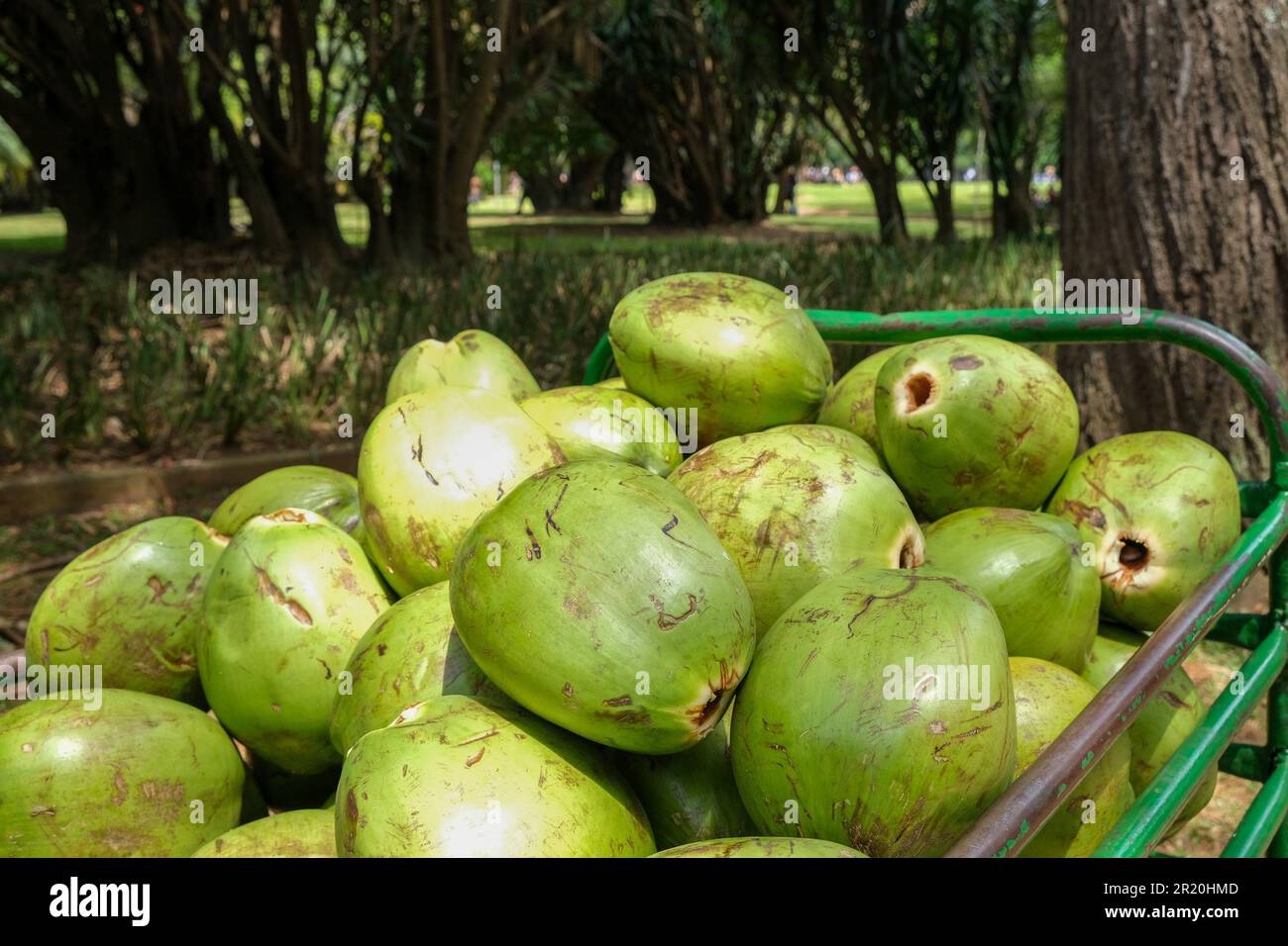 Close up green coconut background with isolated forest view. Selective ...