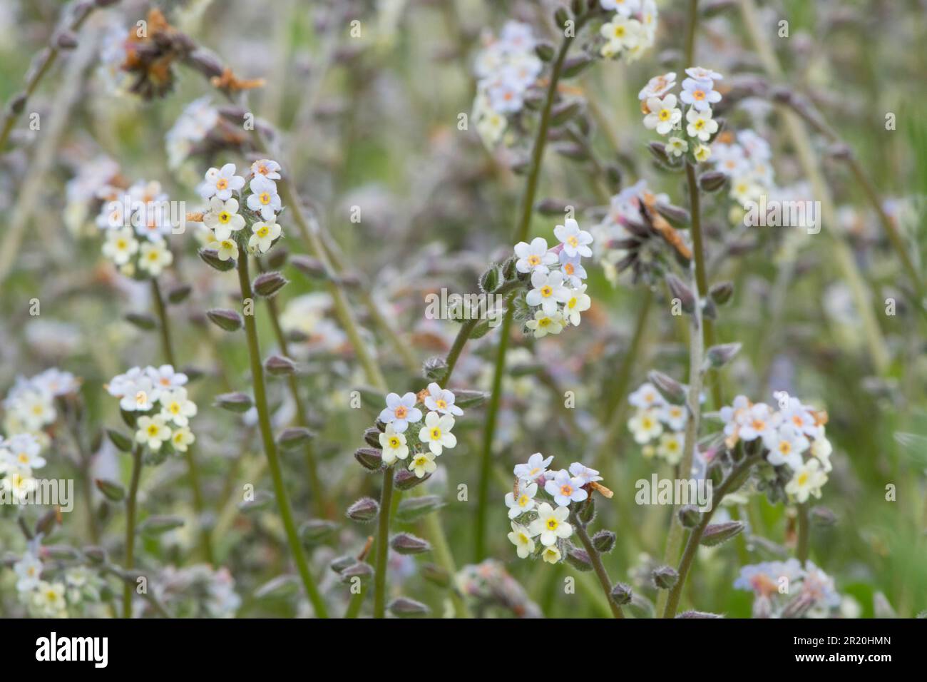 Changing Forget-me-not, Myosotis discolor, Sussex, May Stock Photo - Alamy