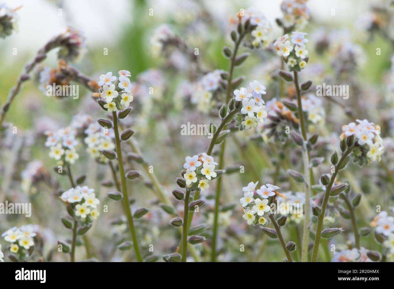 Changing forget me not hi-res stock photography and images - Alamy