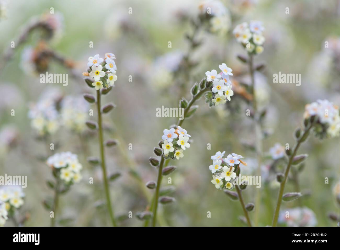 Changing Forget-me-not, Myosotis discolor, Sussex, May Stock Photo - Alamy